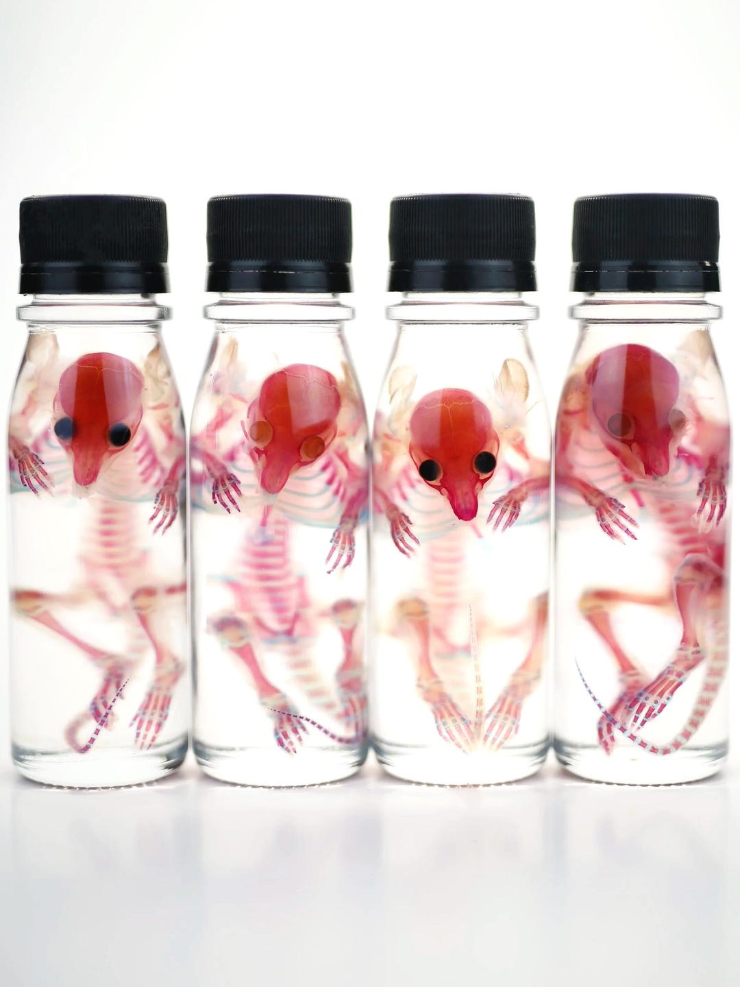 Vibrant Red and Soft Blue Rat in Mini Drink Bottle by Nighttime ...