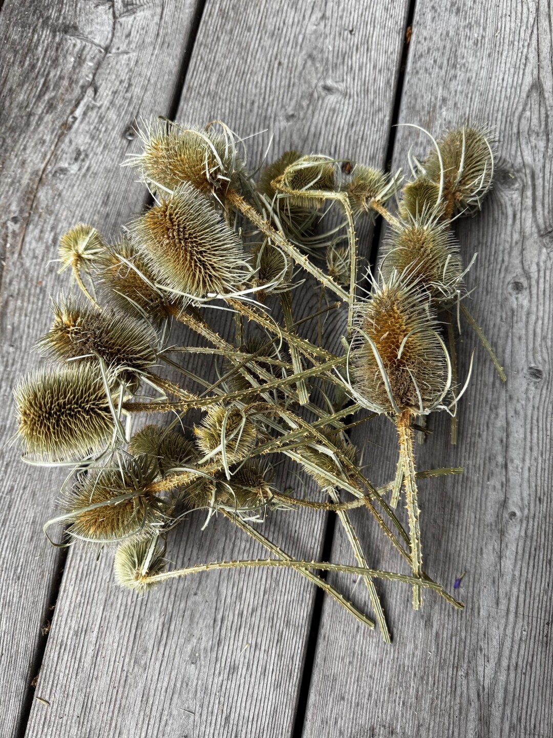 Natural Dried Indian Teasel Dipsacus Thistle Stalks Dried Arrangements ...