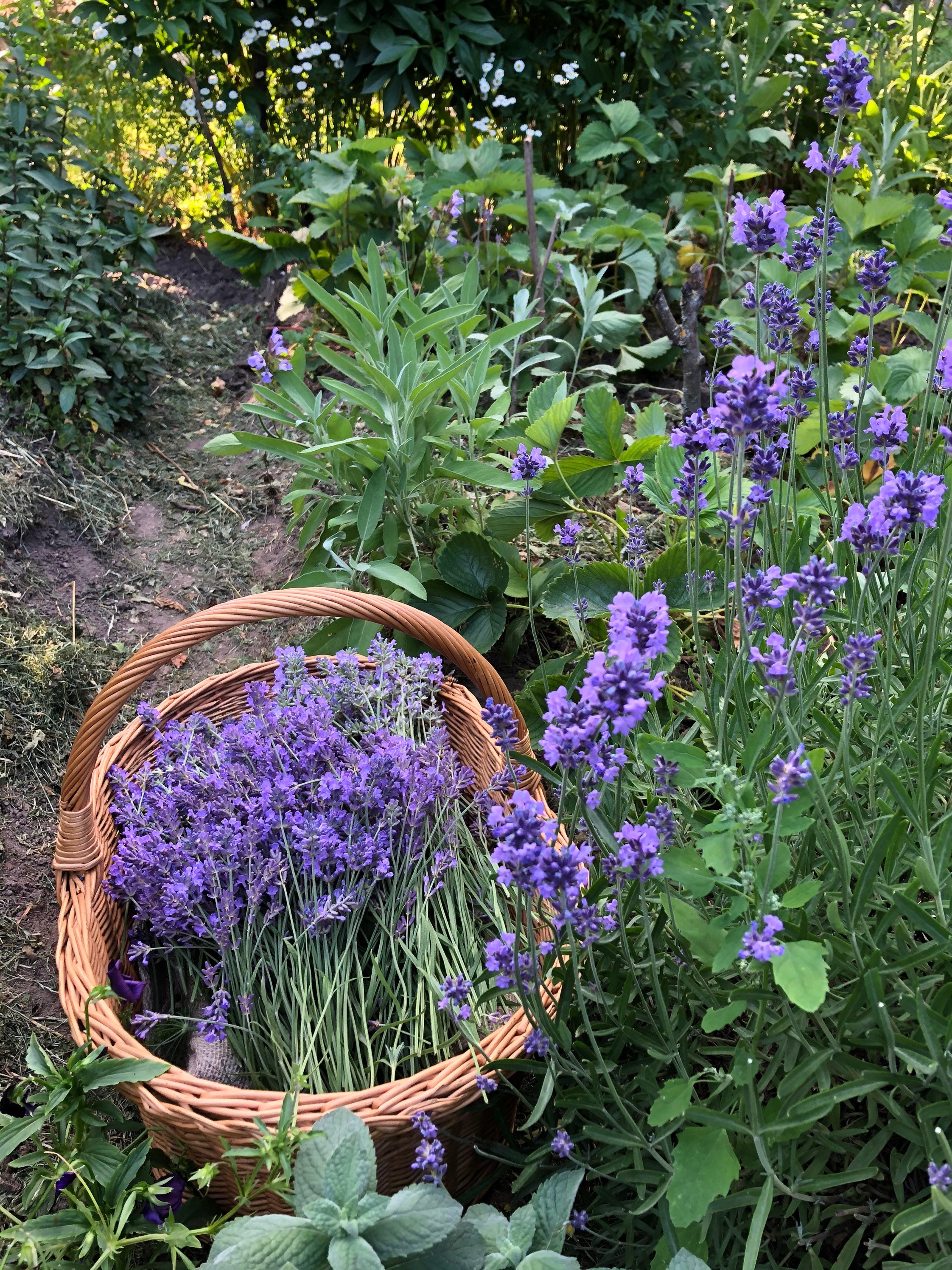 Handmade Lavender Bundle For Smudging Ritual Smudging Stick | Etsy