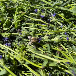 Handmade Wormwood and Hyssop Smudge Stick – Herbal Incense - Etsy