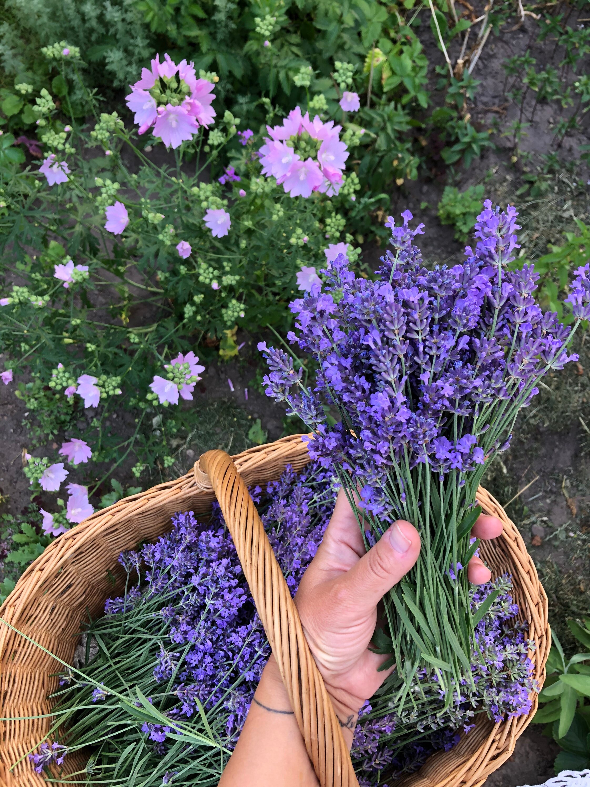 Handmade Lavender Bundle For Smudging Ritual Smudging Stick | Etsy