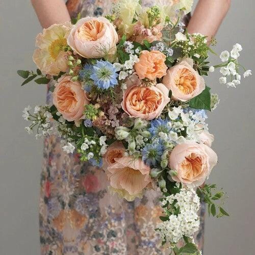 Juliet David Austin Peach Garden Roses Wholesale - Etsy