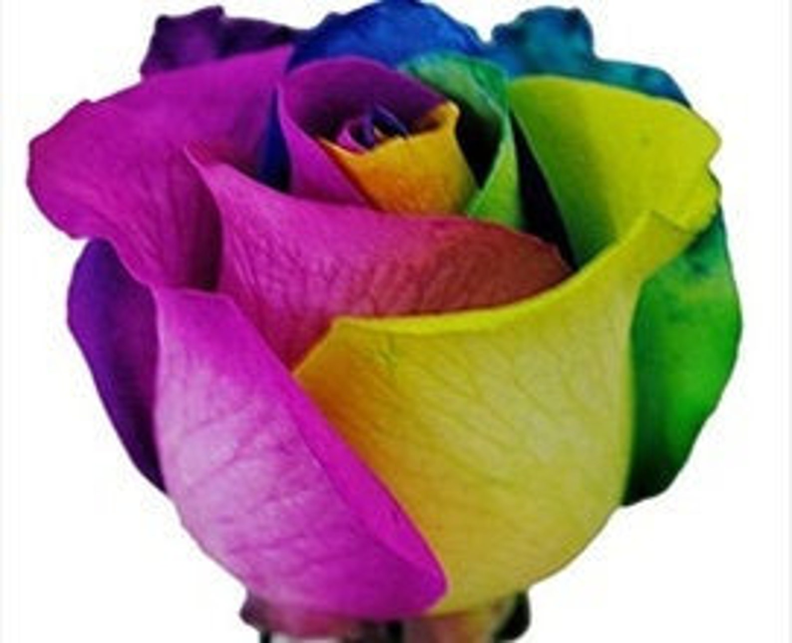 Fresh Rainbow Roses | College Roses | Wholesale Tinted Roses | Roses ...