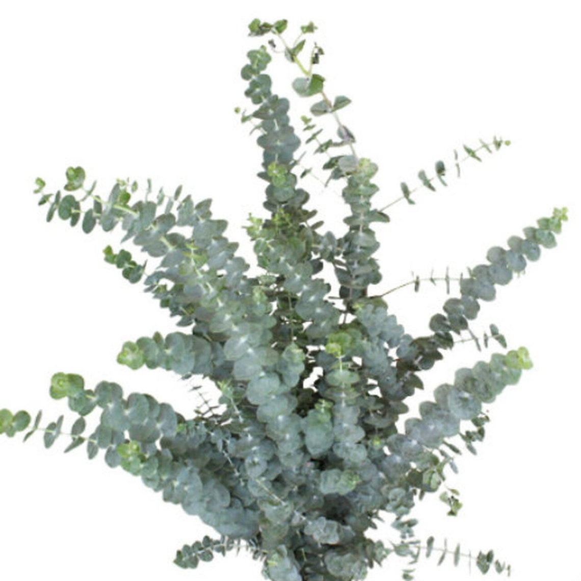 Fresh Eucalyptus Baby Blue Greenery Frames Wholesale | Etsy