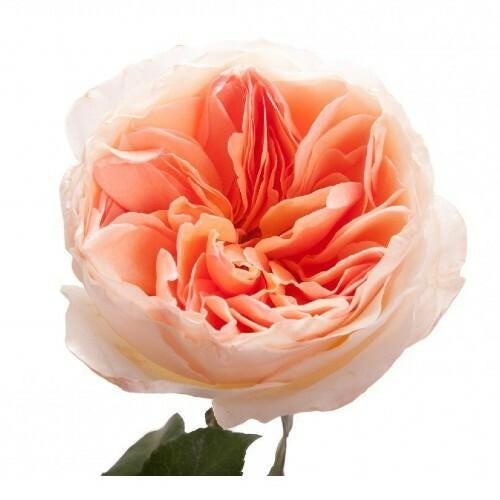 Juliet David Austin Peach Garden Roses Wholesale - Etsy