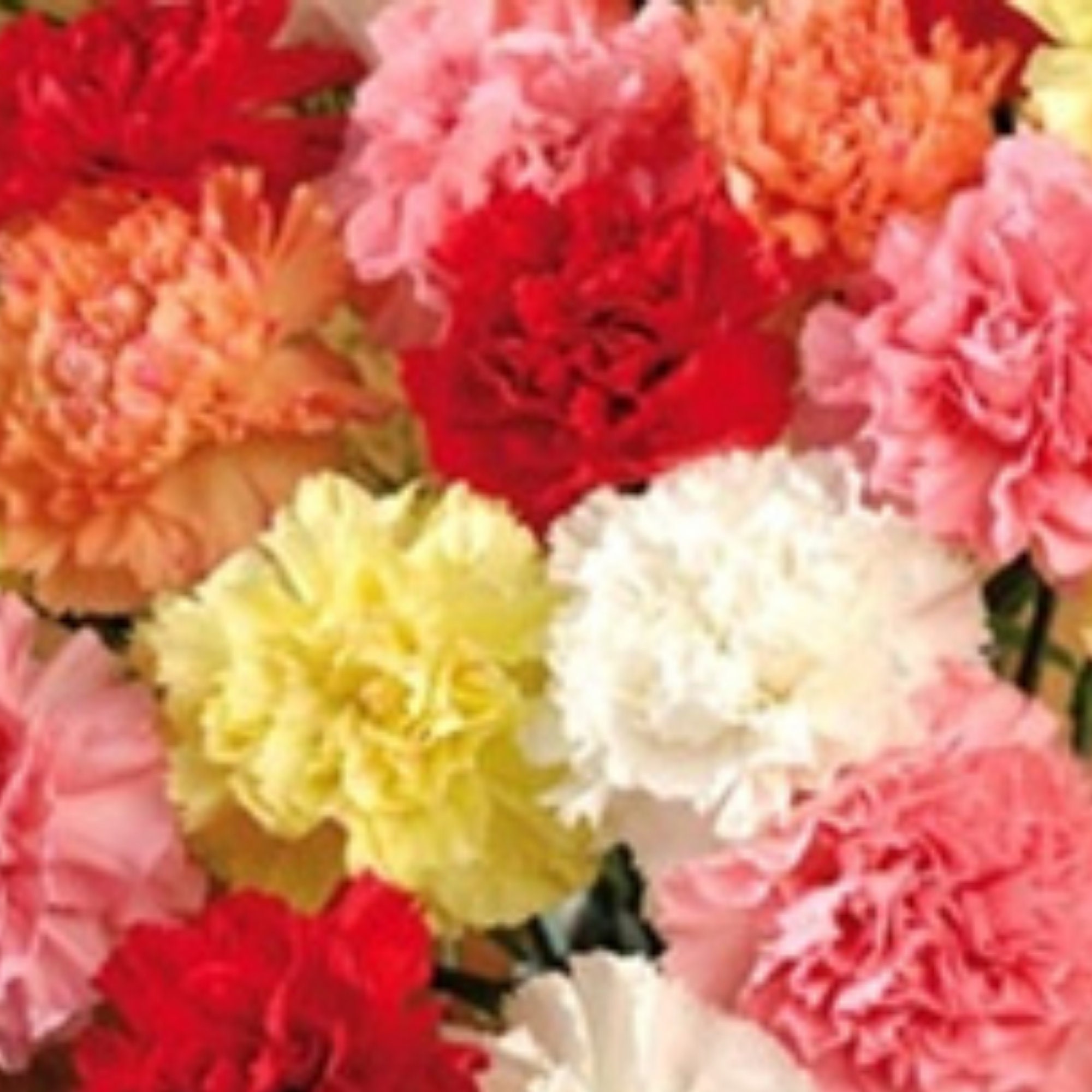Fresh Standard Carnations | Wholesale Carnations | College Carnations ...