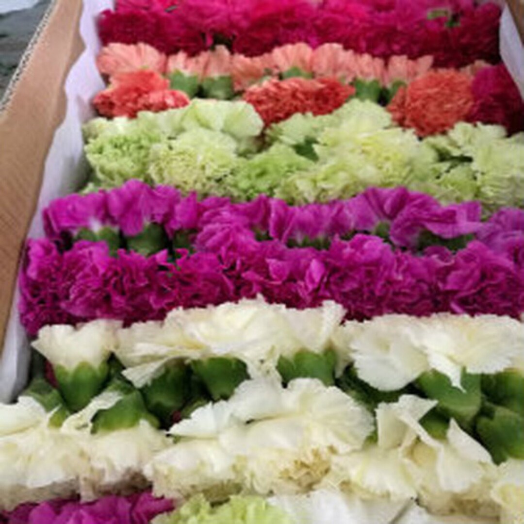 Fresh Carnation Heads Home Decor Carnation Wedding Carnation Heads ...