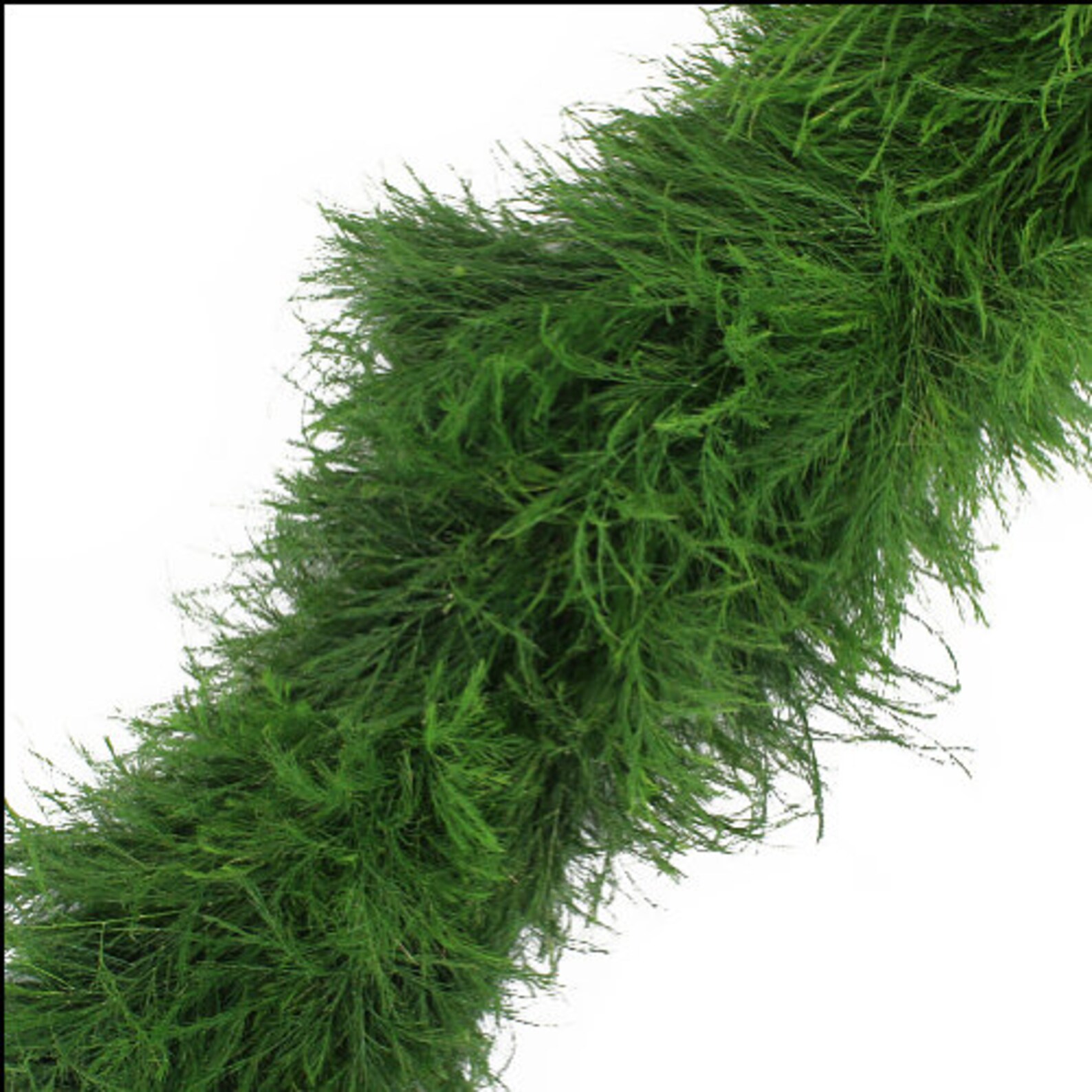 Tree Firn - Fresh Tree Firn Garland, Asparagus Fern, Fern Table Runner ...
