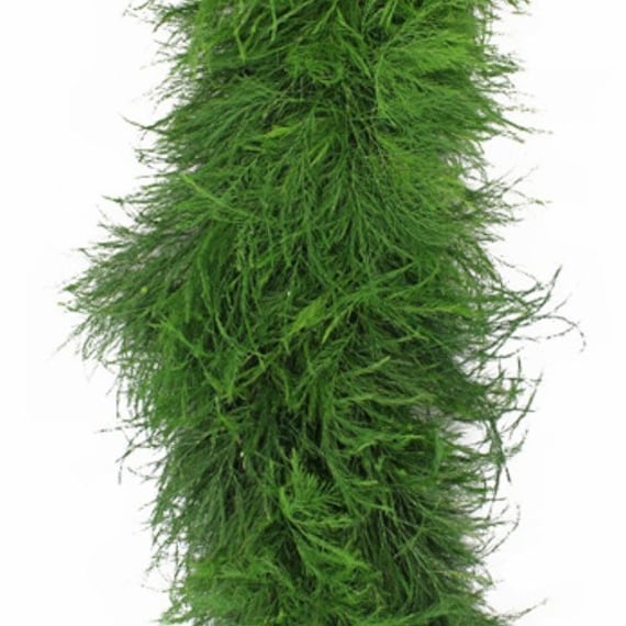 Tree Firn Fresh Tree Firn Garland Asparagus Fern Fern - Etsy