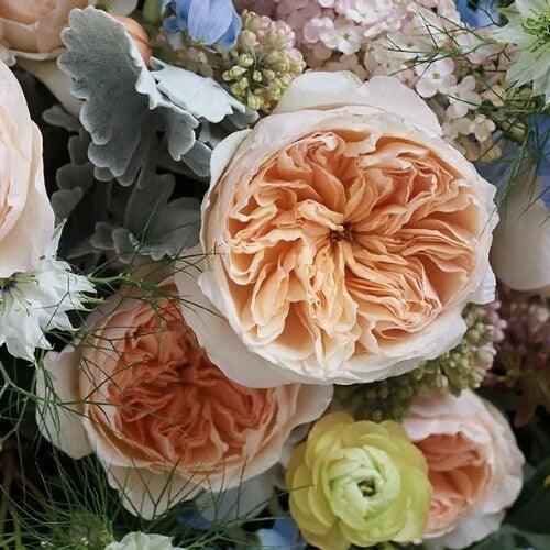 Juliet David Austin Peach Garden Roses Wholesale - Etsy
