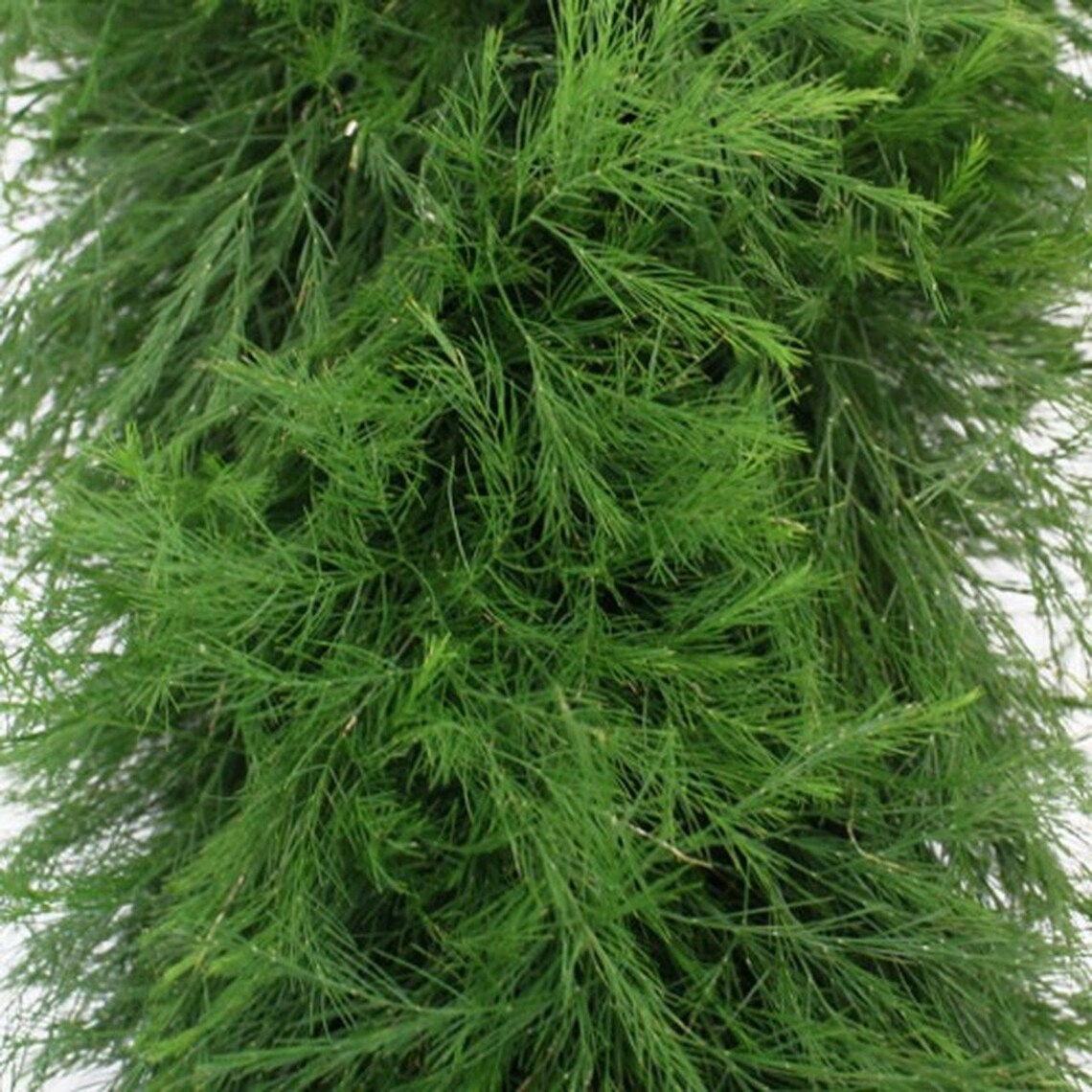 Tree Firn - Fresh Tree Firn Garland, Asparagus Fern, Fern Table Runner ...
