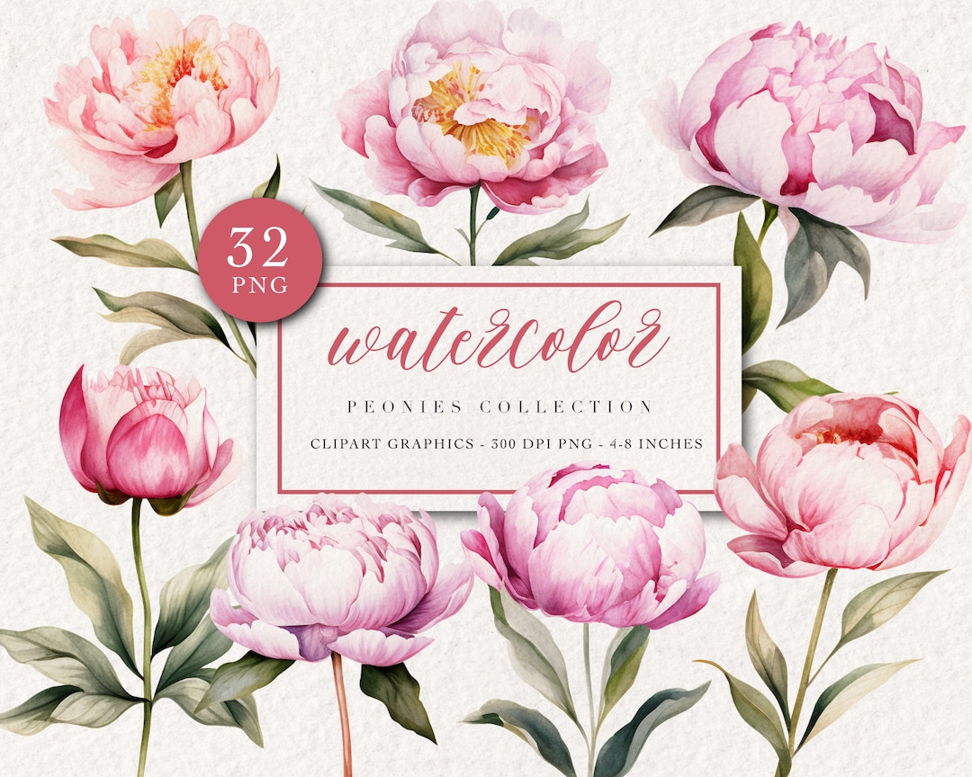 Watercolor Peonies Png Clipart, Digital PNG Clipart, Floral Bundle ...