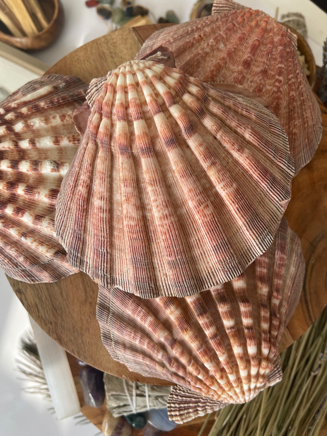 LIONS PAW SHELL 5-7 inch very high quality hand picked | Etsy