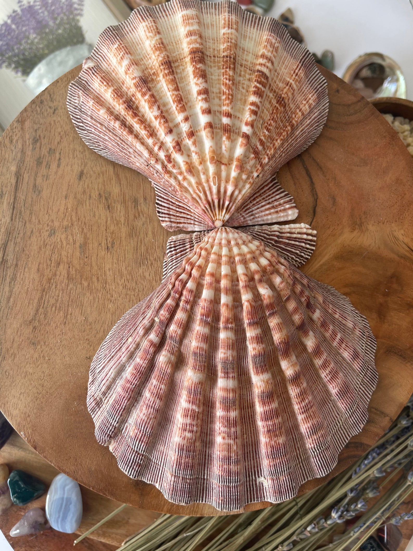 LIONS PAW SHELL 5-7 Inch Very High Quality Hand Picked - Etsy