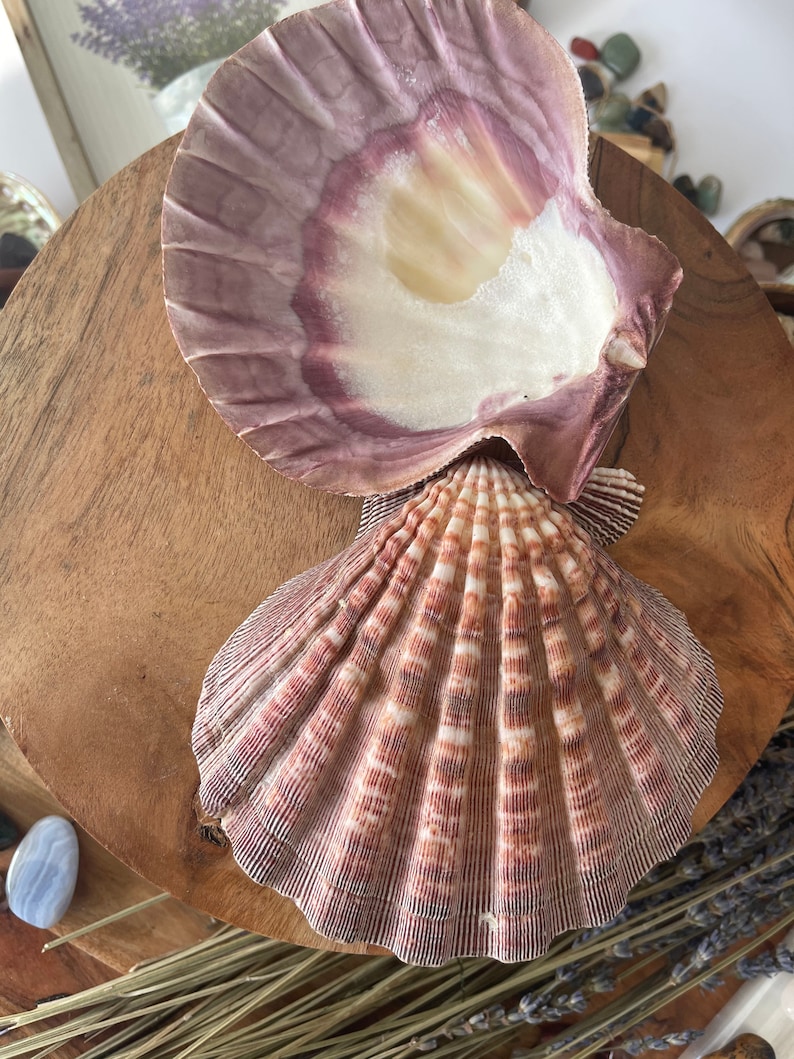 LIONS PAW SHELL 5-7 Inch Very High Quality Hand Picked | Etsy