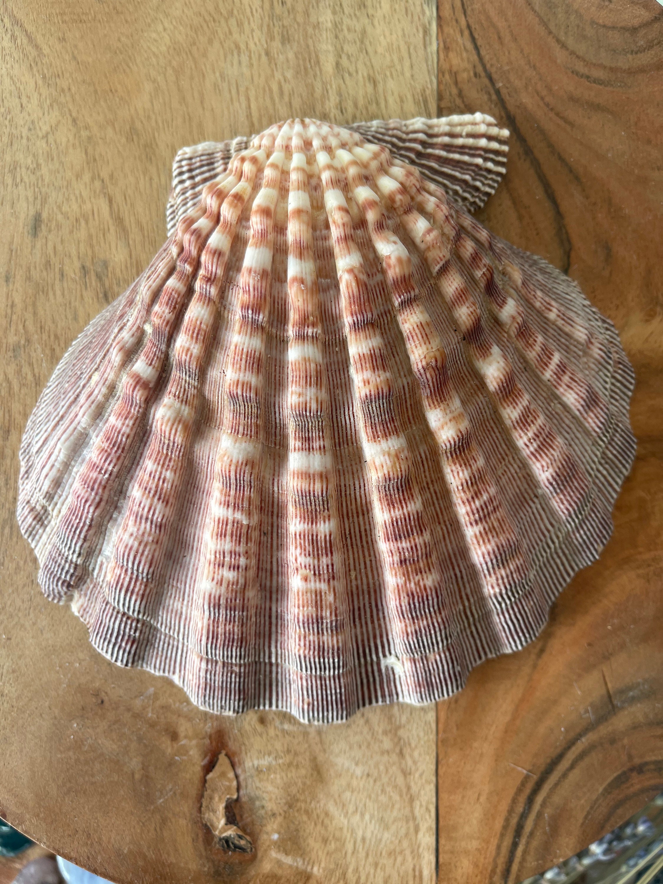 LIONS PAW SHELL 5-7 Inch Very High Quality Hand Picked | Etsy