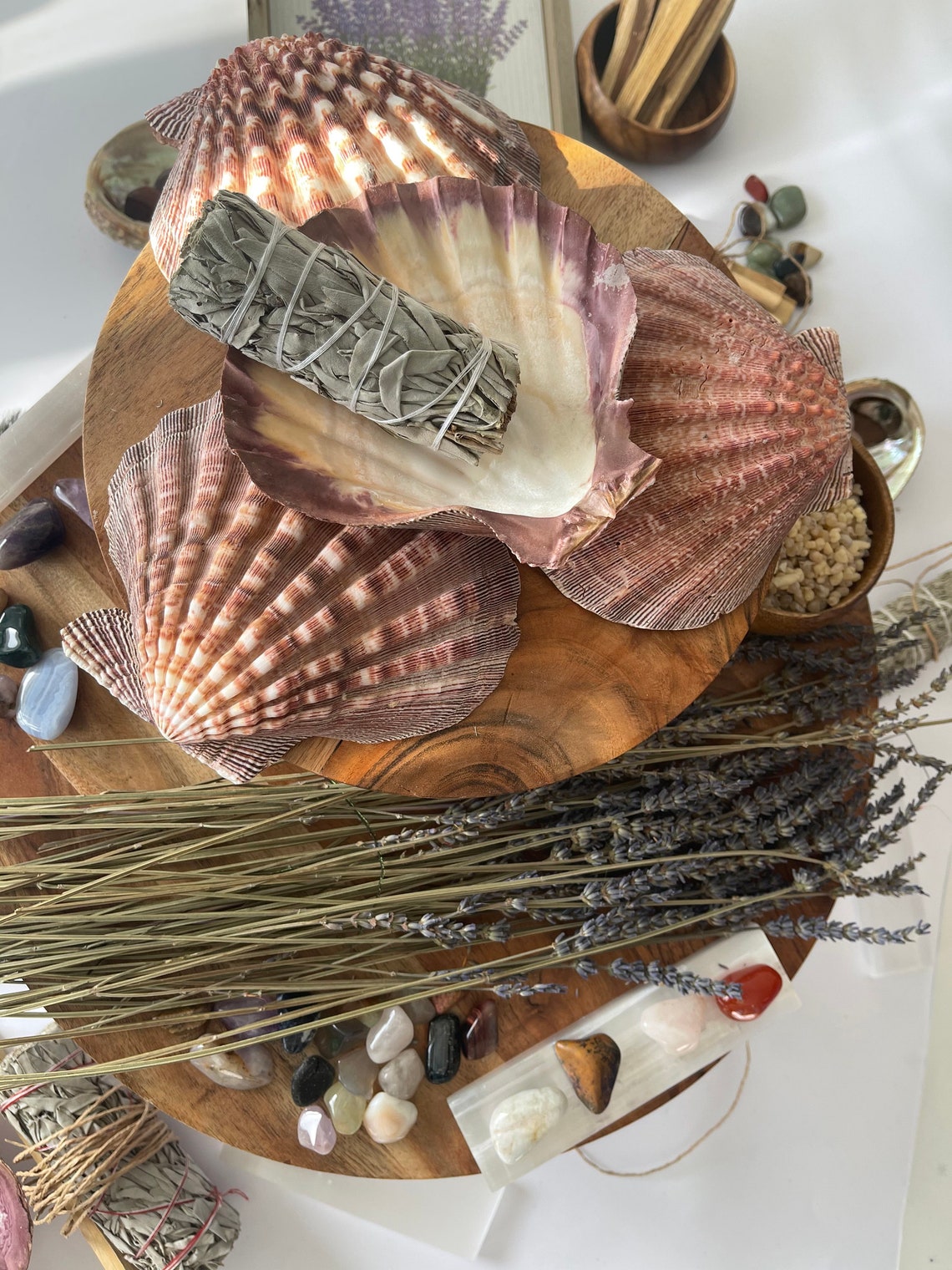 LIONS PAW SHELL 5-7 inch very high quality hand picked | Etsy