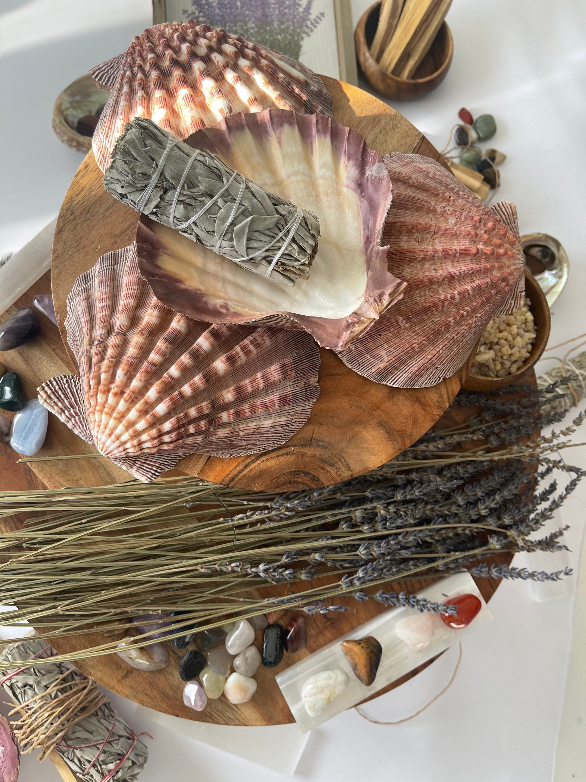 LIONS PAW SHELL 5-7 Inch Very High Quality Hand Picked | Etsy