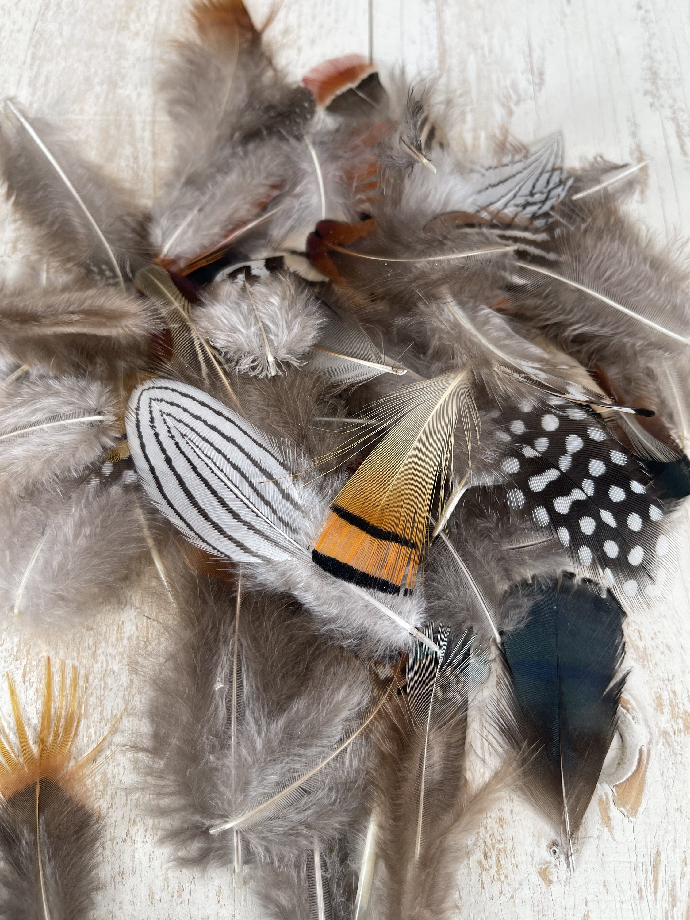 All Natural Feather Assortment, 50 Pieces Mix Short 1.5-6.5 Inches ...