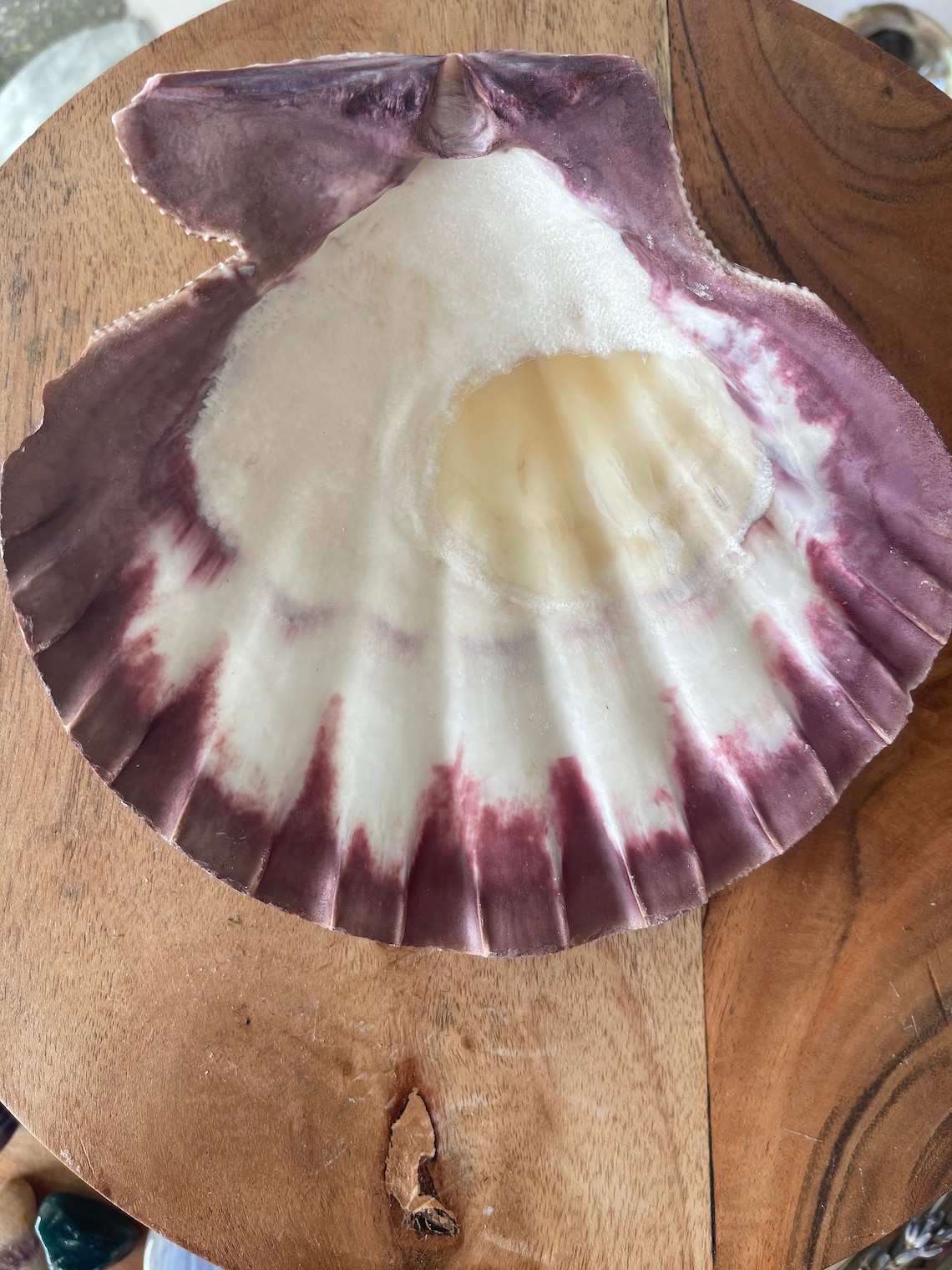 LIONS PAW SHELL 5-7 inch very high quality hand picked | Etsy