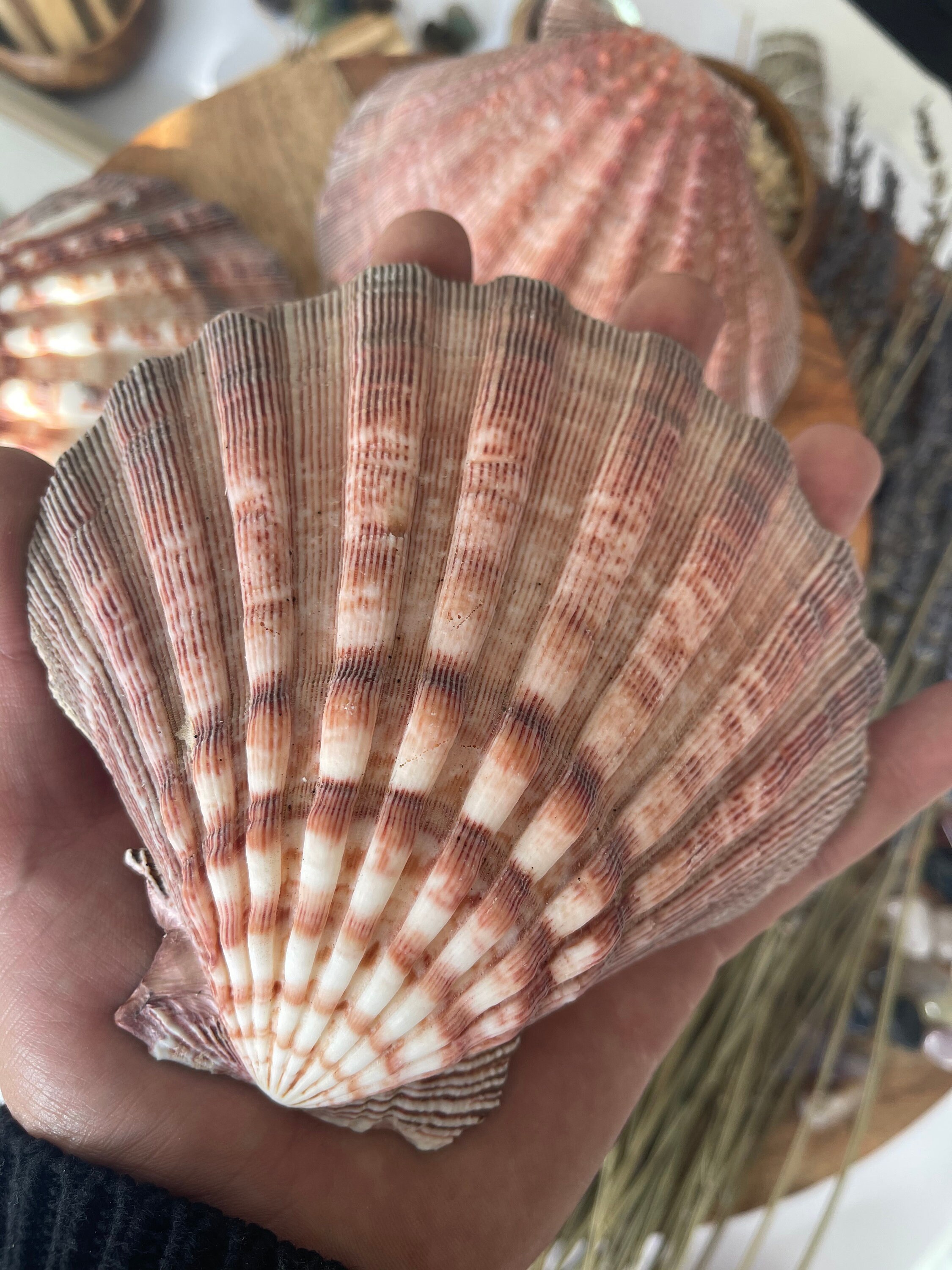 LIONS PAW SHELL 5-7 Inch Very High Quality Hand Picked - Etsy