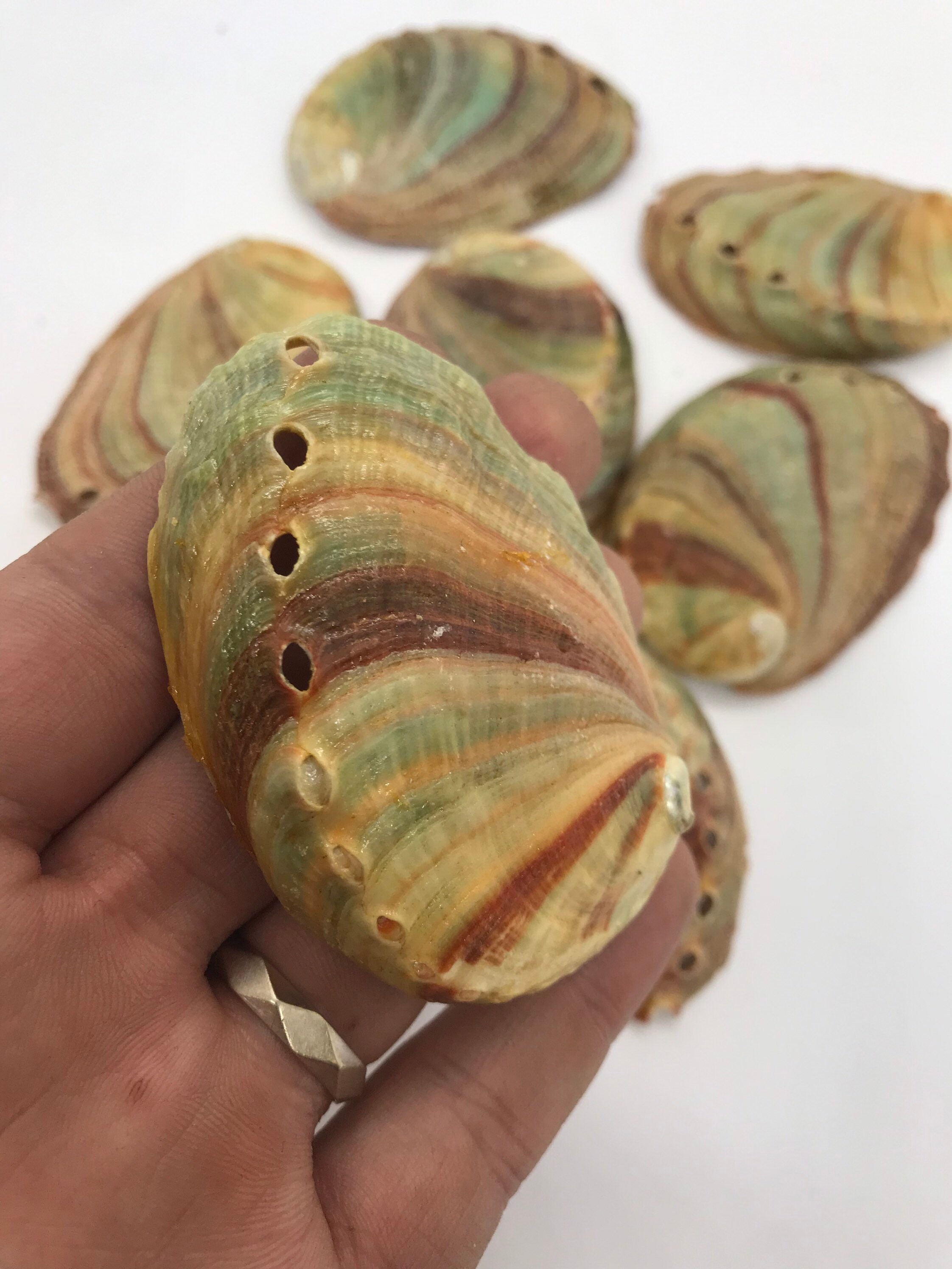 Abalone Sea Shell 3" - 3.5" - for Smudging, Burning Sage Sticks ...