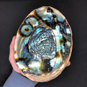 3-7 IN Green Abalone Sea Shell ,incense Burner, Sea Shell, Chameleon ...