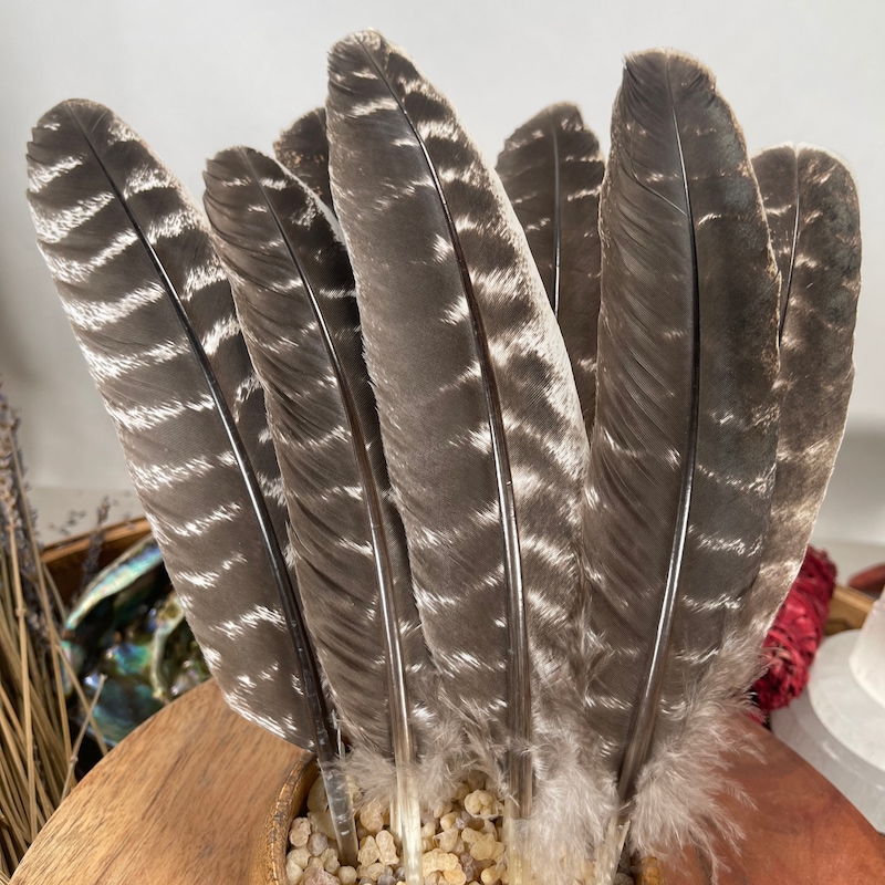 Large Bird Feathers Real - Etsy