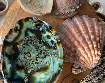 LIONS PAW SHELL 5-7 Inch Very High Quality Hand Picked | Etsy