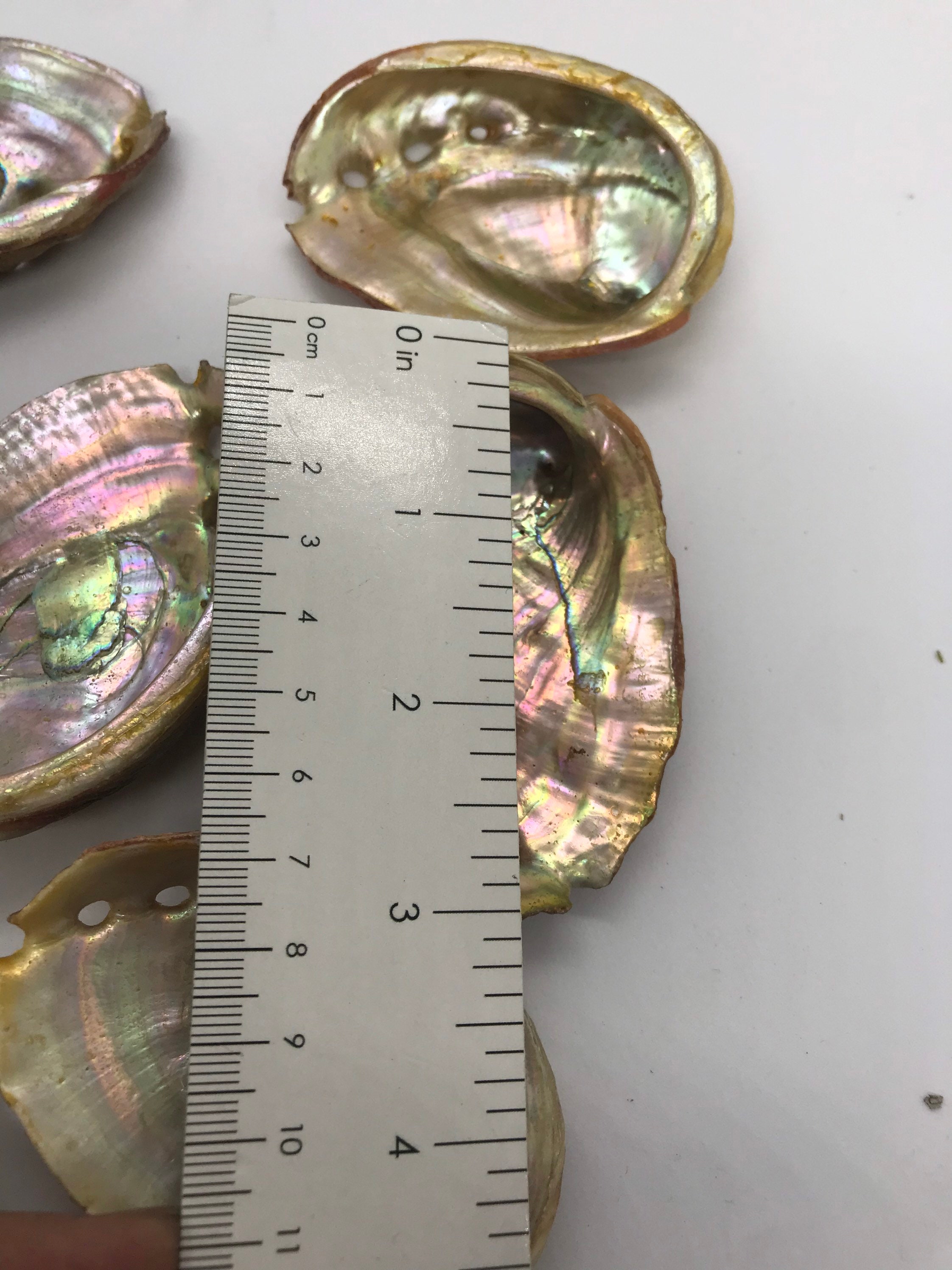 Abalone Sea Shell 3" - 3.5" - for Smudging, Burning Sage Sticks ...