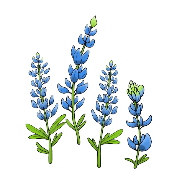 Bluebonnet Art - Etsy