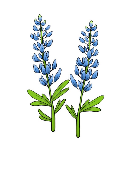 Bluebonnet Illustration