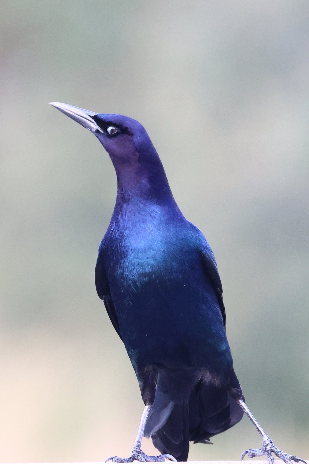 Purple Martin With an Animated Curiosity - Etsy