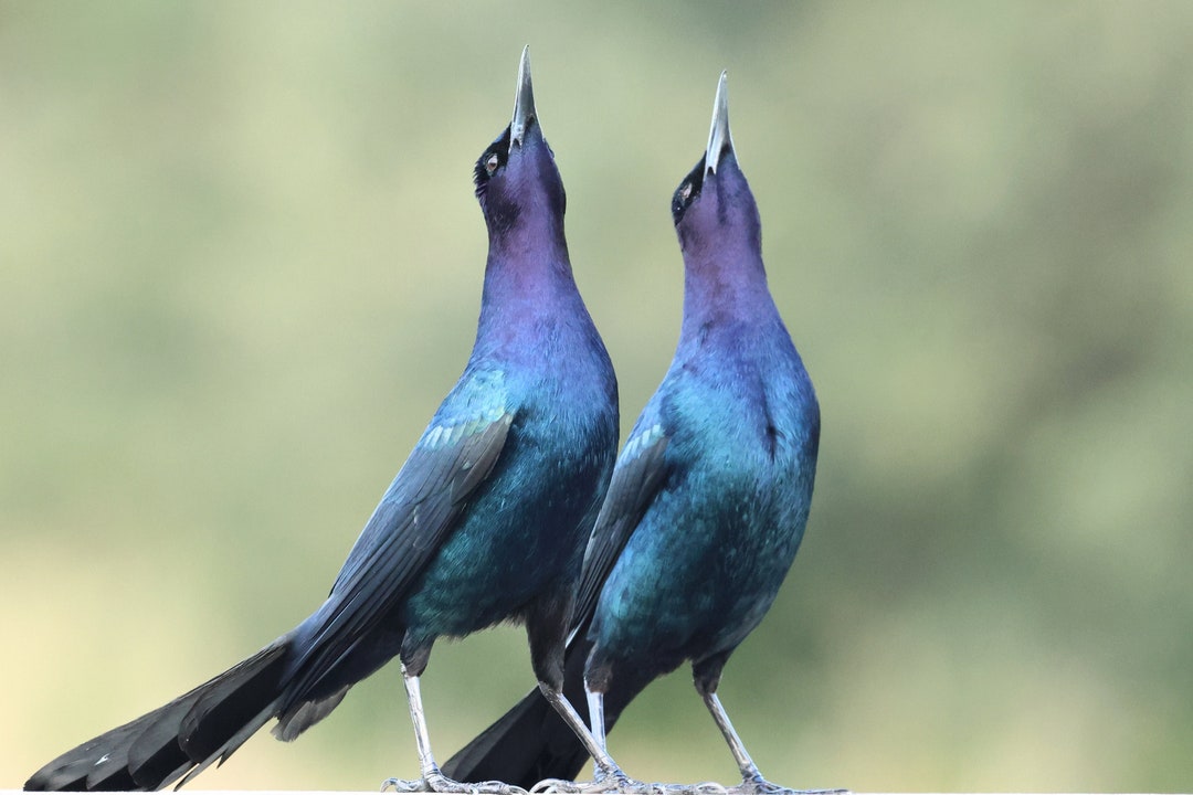 Grackles Playing to the Camera - Etsy