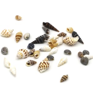 100 Kleine Muscheln, Mini Muschel Zum Basteln, Resin Projekte Und Für ...