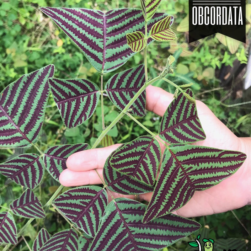 Butterfly Wing Plant - Etsy