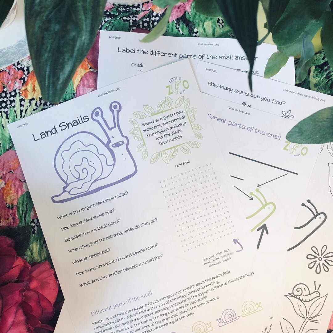 Giant Snail Activity Worksheets (with Accompanying Video). - Etsy
