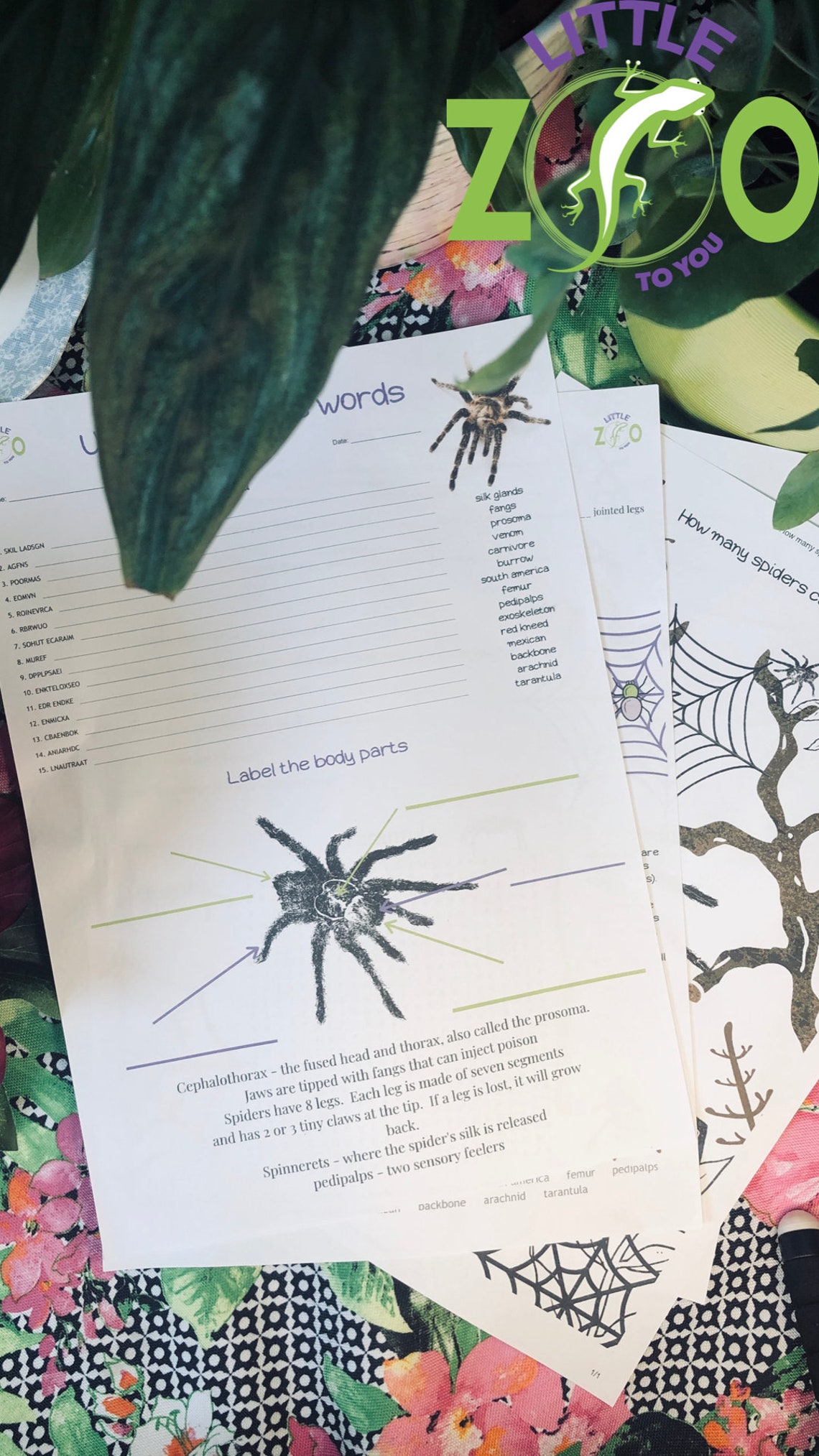Tarantula Activity Worksheets (with Accompanying Video) - Etsy