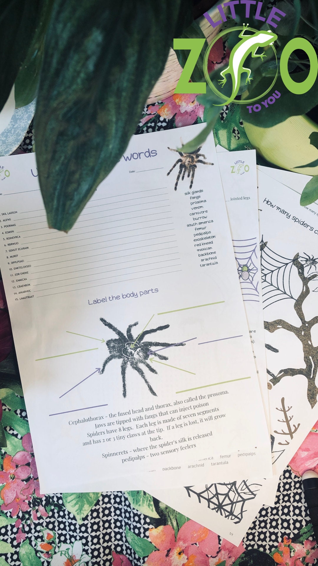 Tarantula Activity Worksheets (with Accompanying Video) - Etsy