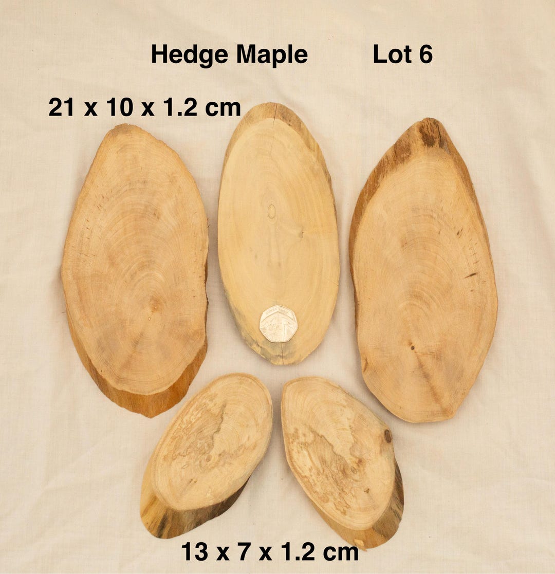 Large Oval Wood Slices - Various Woods - Plinths - Bases - Craft ...