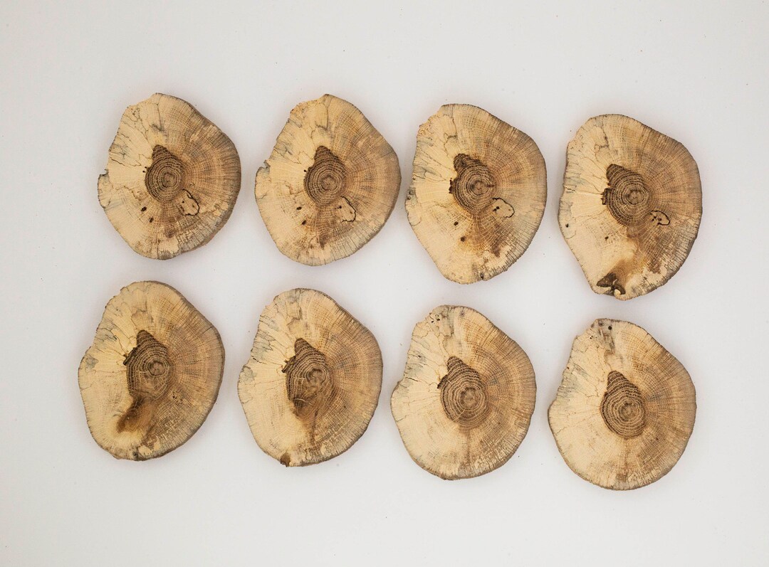 8 Old Oak Wood Slices Cookies Craft Coasters Woodwork - Etsy