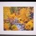 Susan River Fall Colors Rainy Autumn Day on the Bizz Johnson Trail Near ...