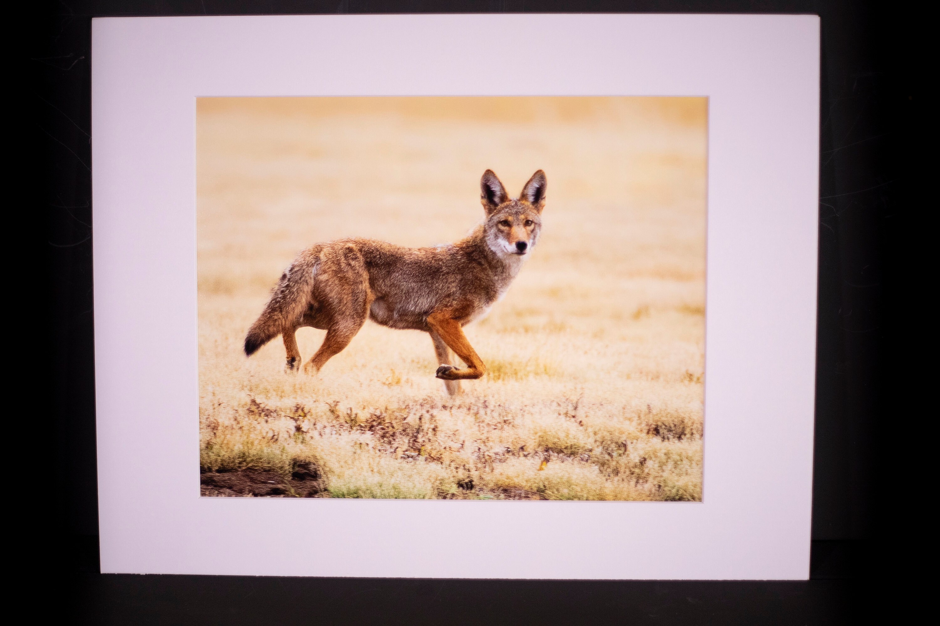 F8 and Be There Coyote Striking a Pose at Mccoy Flat in - Etsy