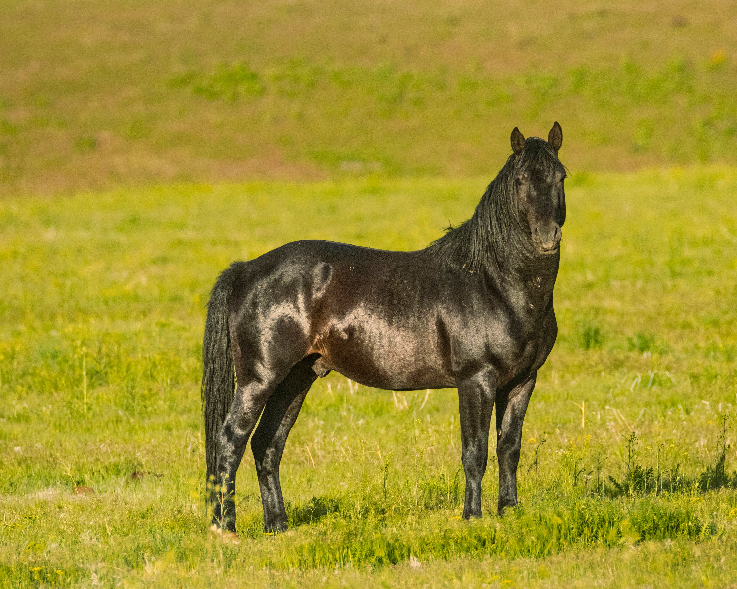 Wild Stallion Striking a Pose Mustang in the Smoke Creek Desert Lassen ...