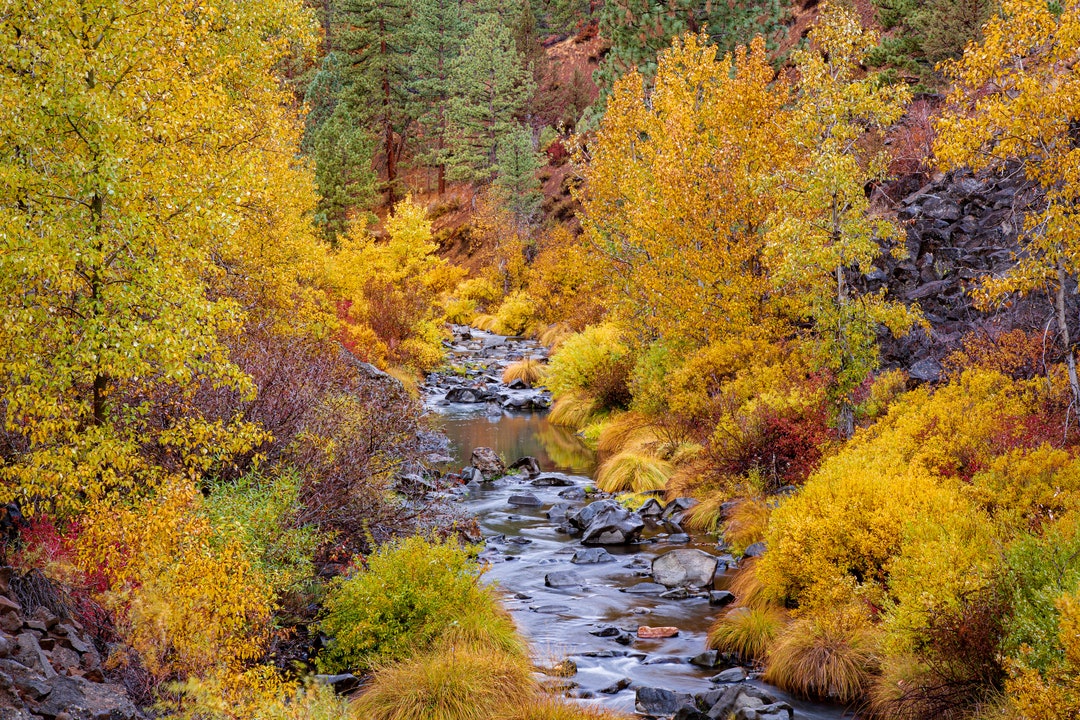 Susan River Fall Colors Rainy Autumn Day on the Bizz Johnson Trail Near ...