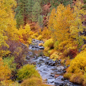 Susan River Fall Colors Rainy Autumn Day on the Bizz Johnson Trail Near ...