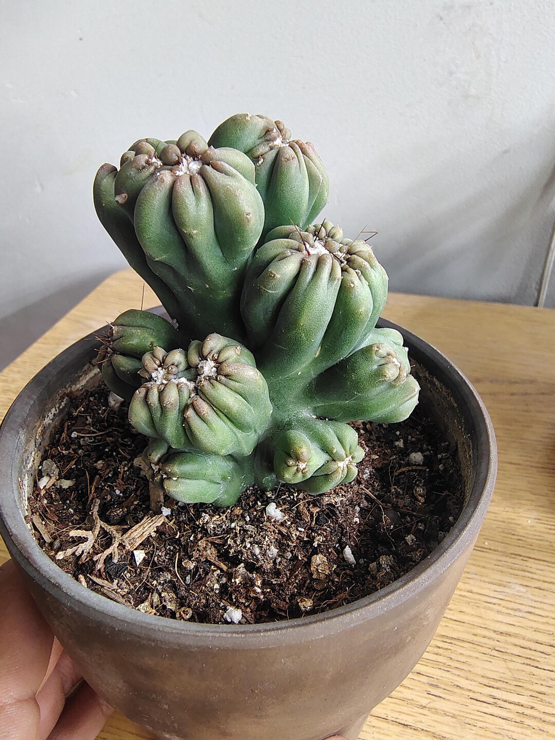 Mutant Cactus in Ceramic Pot (cereus Forbesii Monstrose 'ming Thing ...