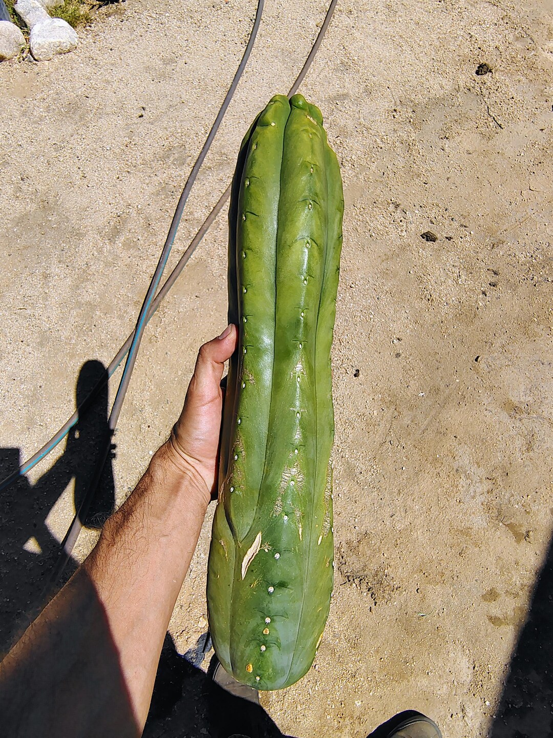 18in Rare Smooth Spineless Columnar Cactus - Etsy
