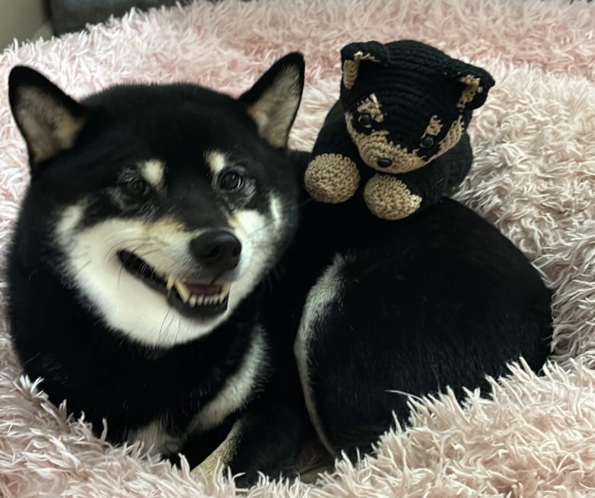 Black shiba inu stuffed animal store