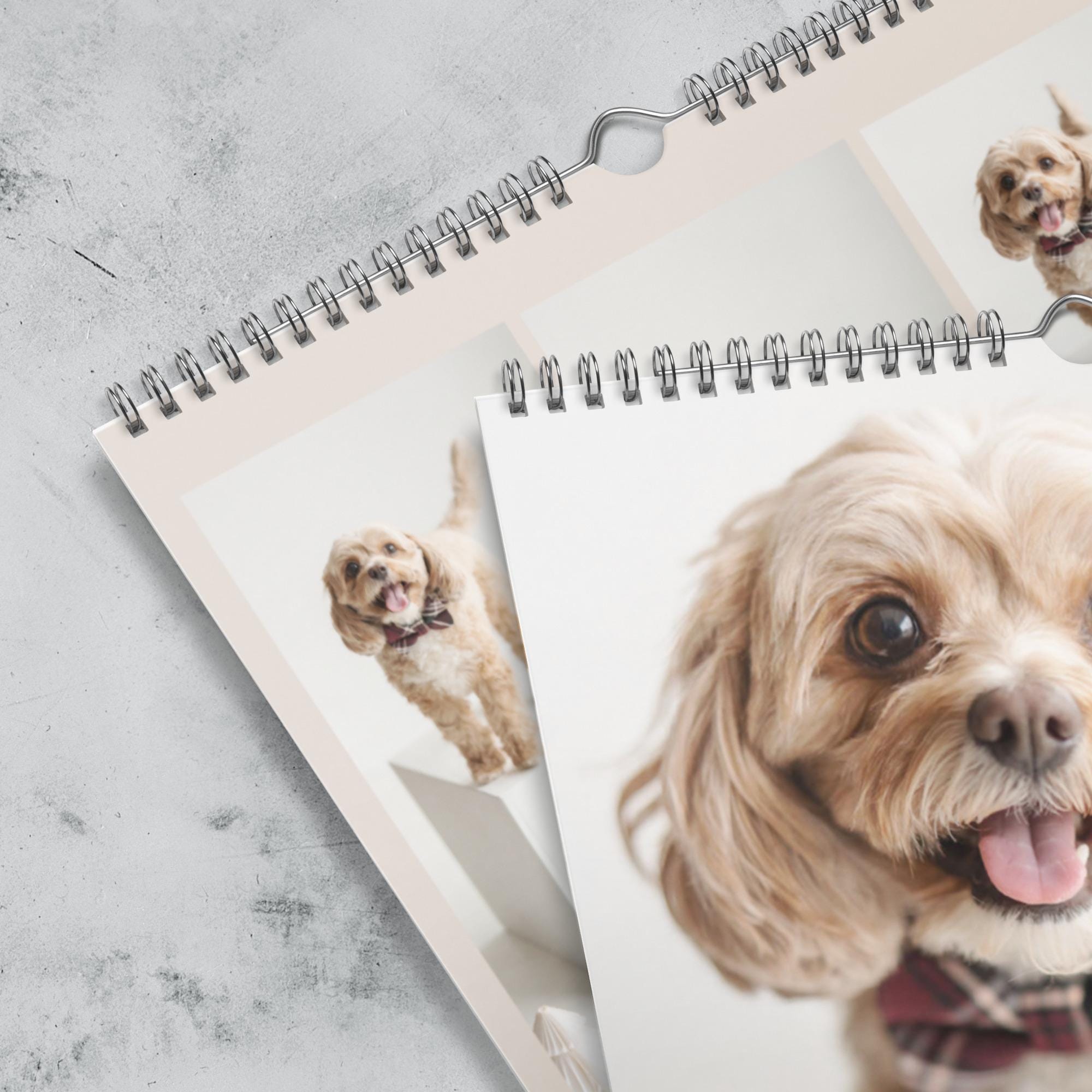 2026 Cavapoo Wall Calendar - Etsy